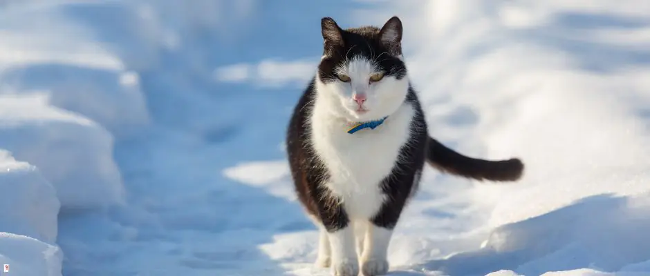 Protecting Your Pets in Winter - BlueBarn.Shop